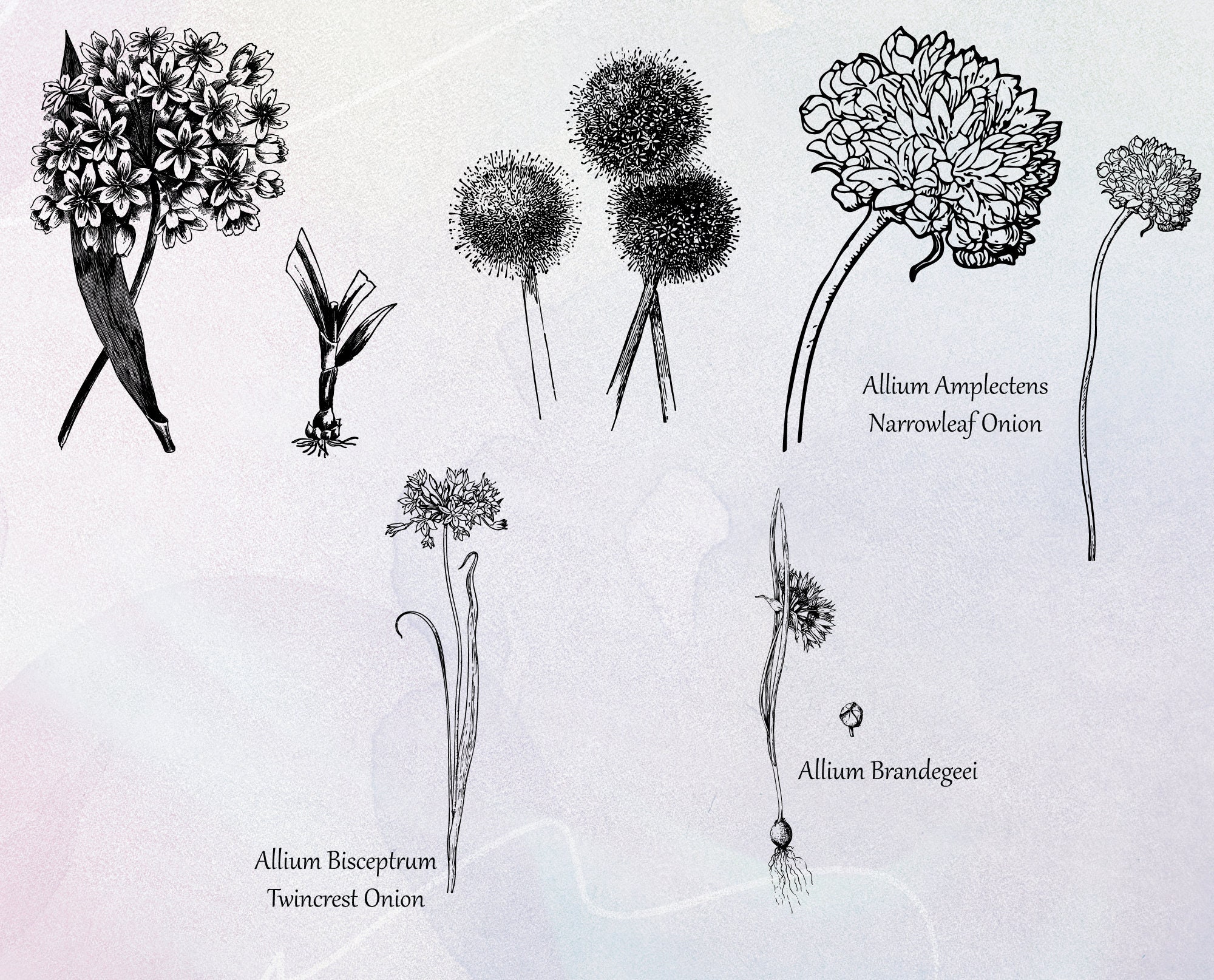 Allium Set 01 Botanical Illustration Clipart - Vintage Floral ...