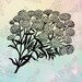 Yarrow Set 01 Botanical Illustration Clipart - Vintage Floral ...