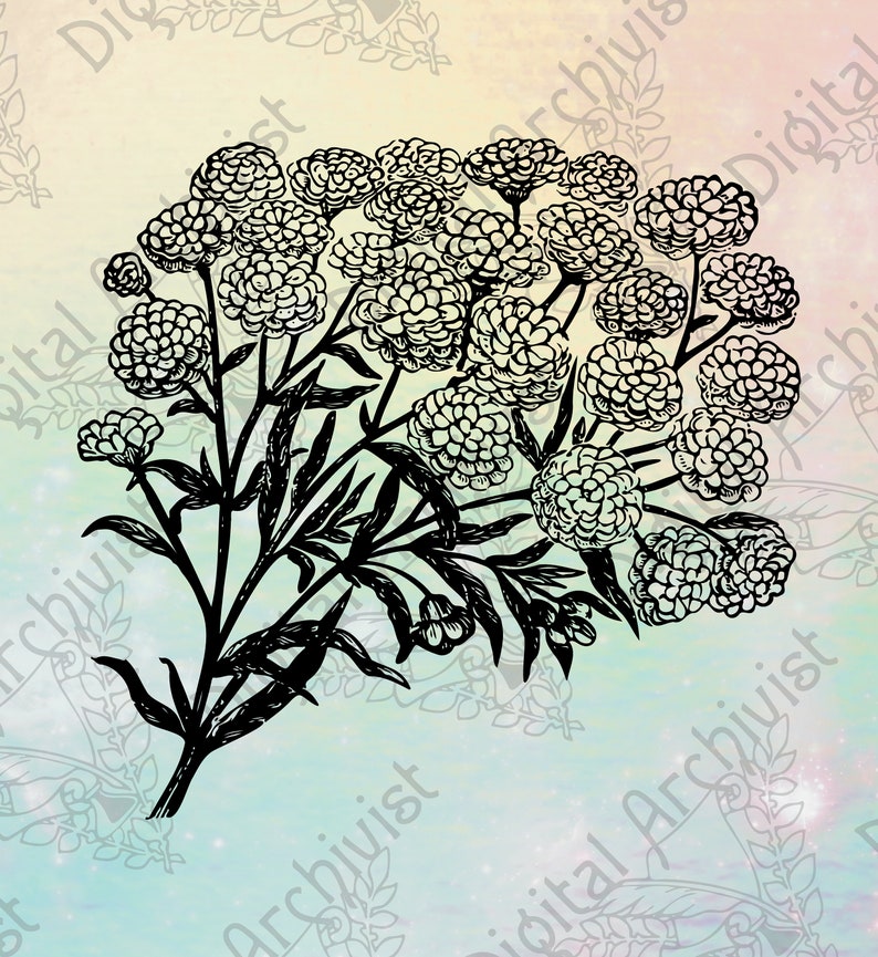 Yarrow Set 01 Botanical Illustration Clipart - Vintage Floral ...