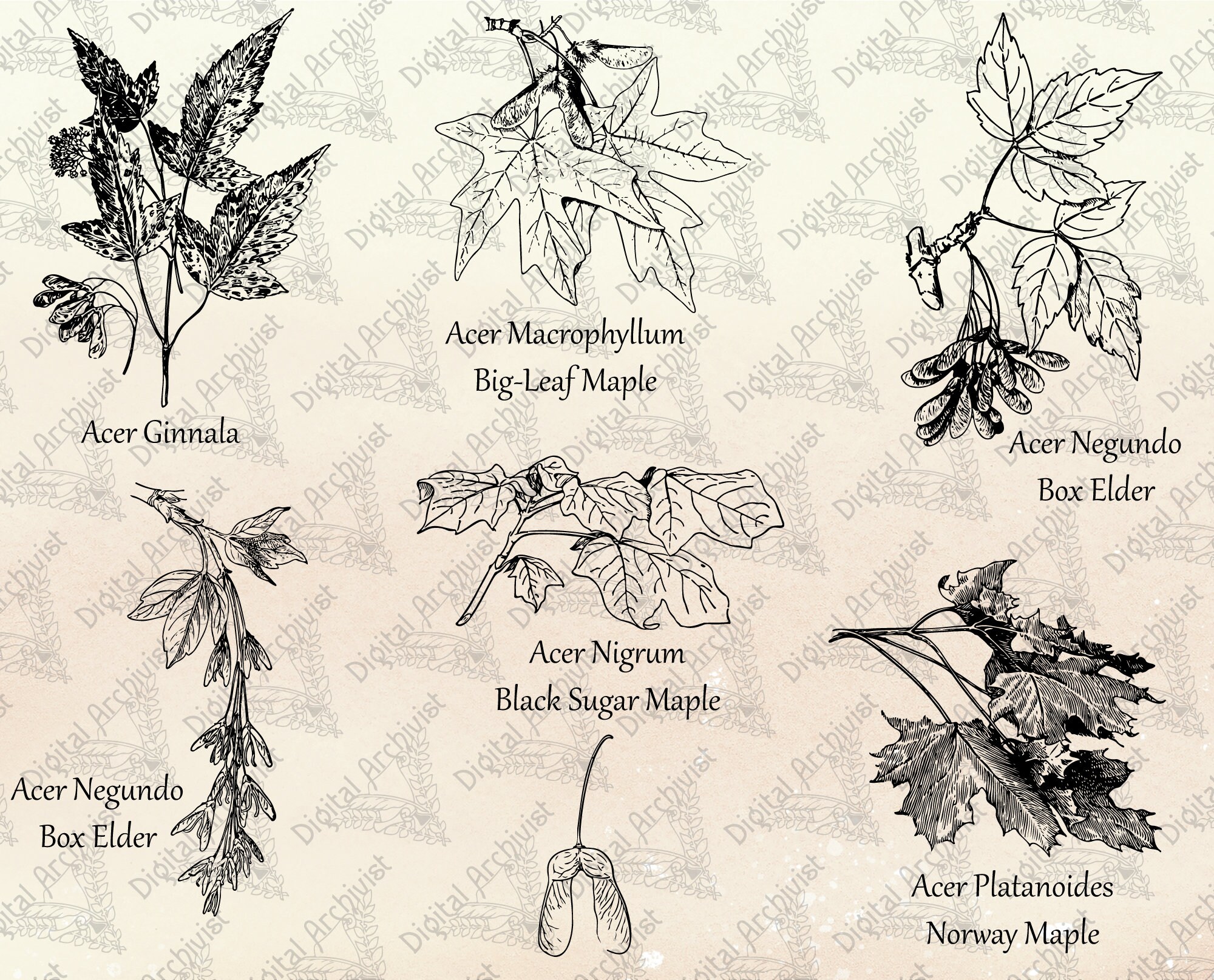 Maple Set 01 Botanical Illustration Clipart - Vintage Floral Commercial ...