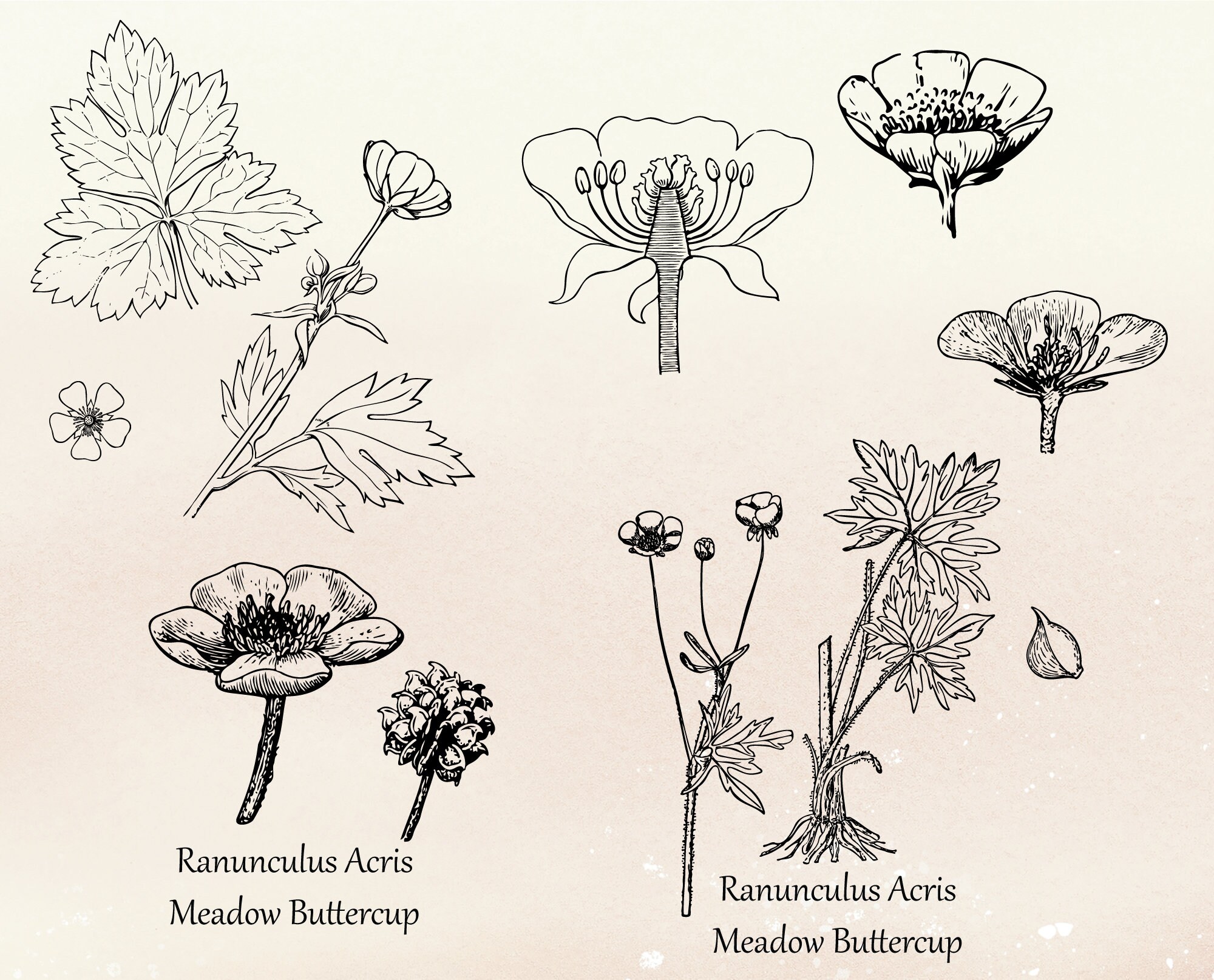 Buttercup Set 01 Botanical Illustration Clipart - Vintage Floral ...