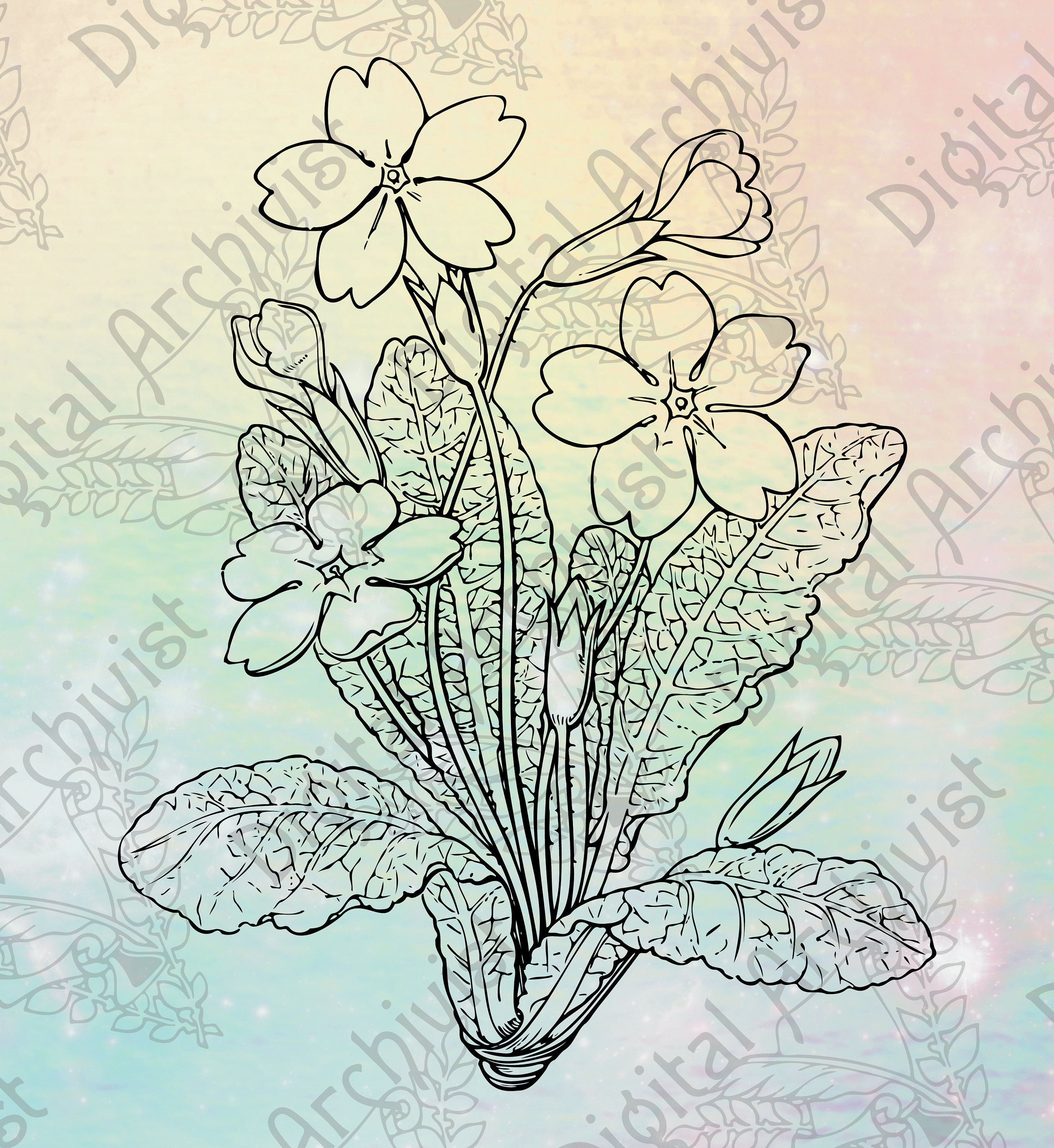 Primrose Set 01 Botanical Illustration Clipart - Vintage Floral ...