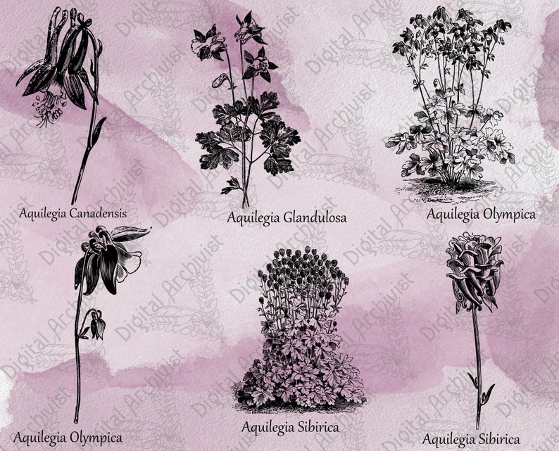 Columbine Set 01 Botanical Illustration Clipart - Vintage Floral ...