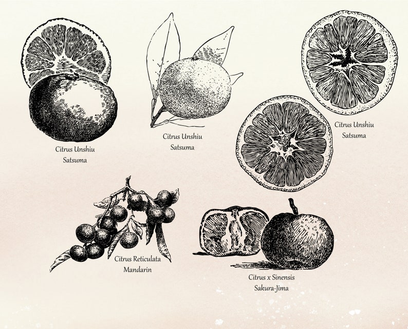 Citrus Set 01 Botanical Illustration Clipart - Vintage Floral ...