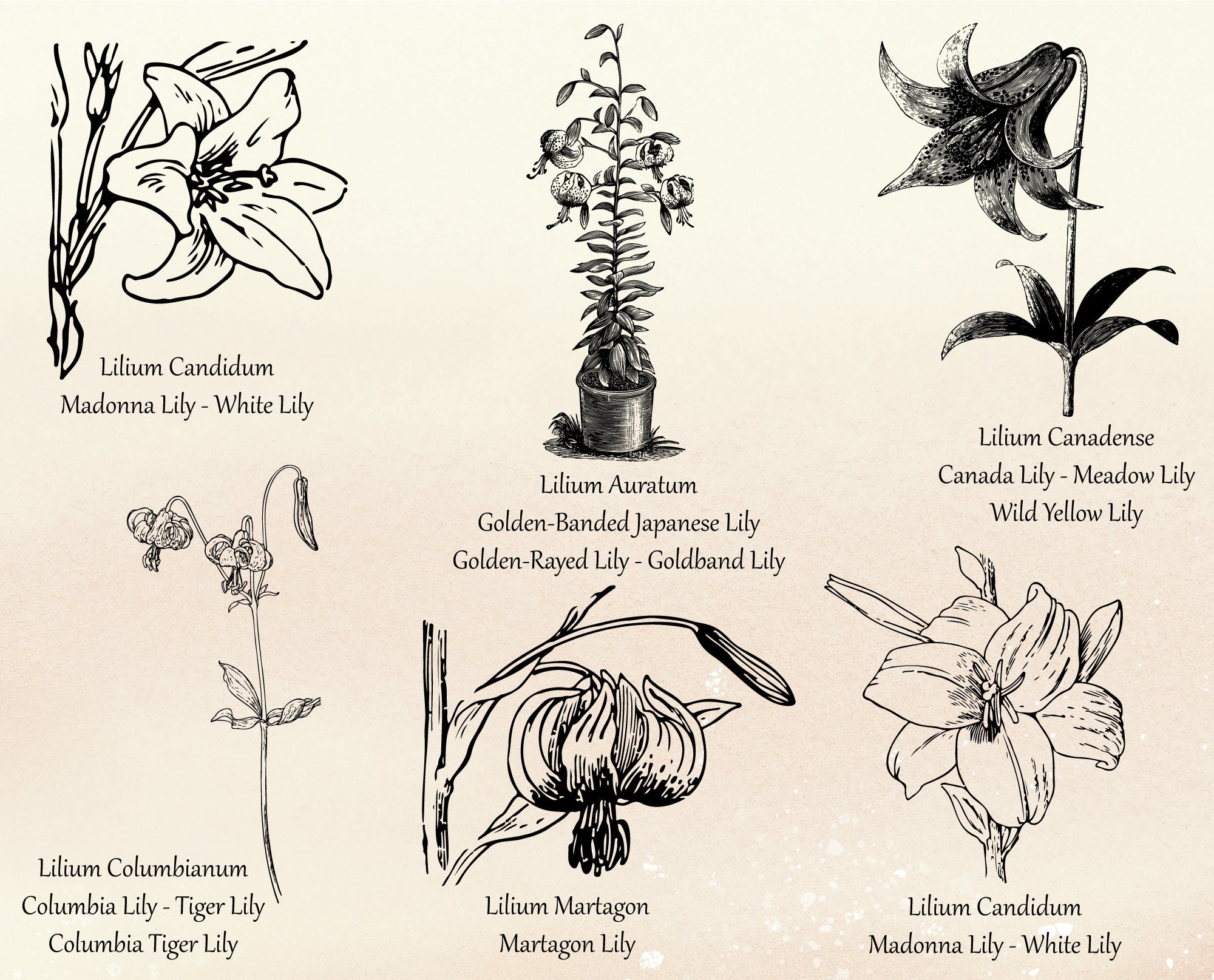 Lily Set 01 Botanical Illustration Clipart - Vintage Floral Commercial ...