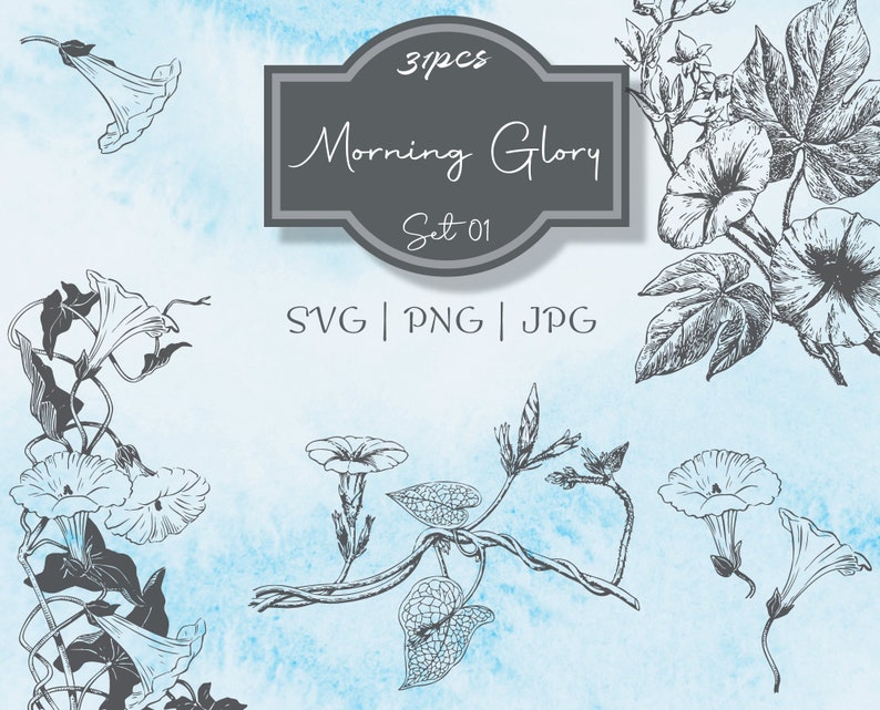 Morning Glory Set 01 Botanical Illustration Clipart - Vintage Floral Commercial Use Journal ...