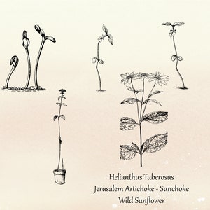 Sunflower Set 01 Botanical Illustration Clipart - Vintage Floral ...