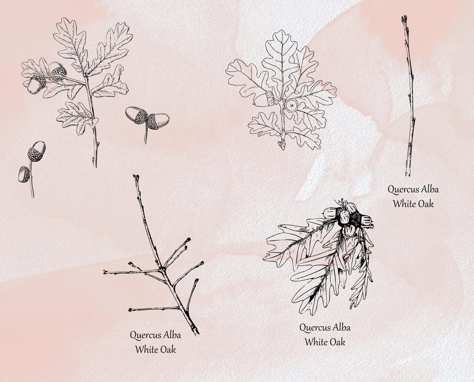 Oak Set 01 Botanical Illustration Clipart - Vintage Floral Commercial ...