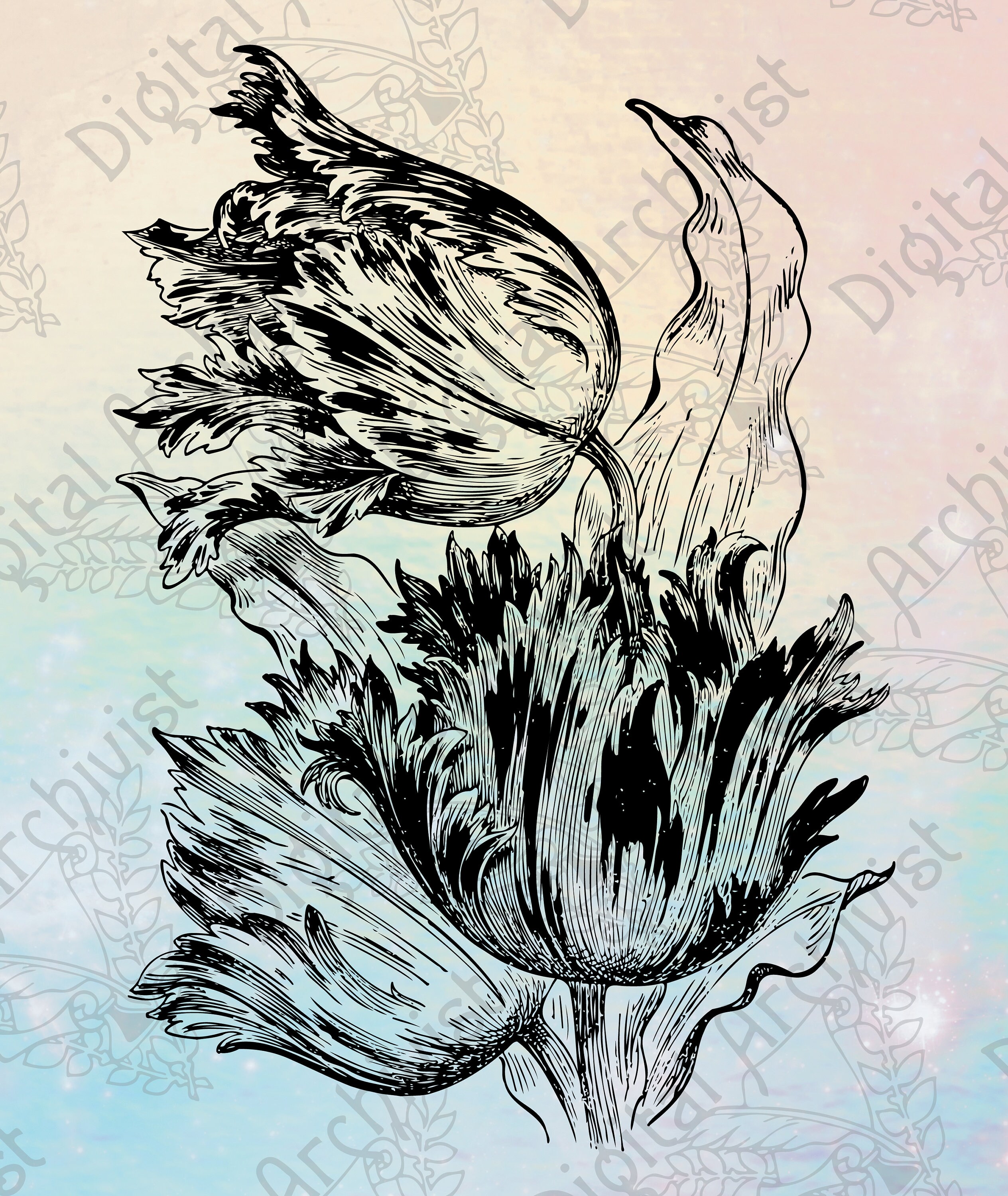 Tulip Set 01 Botanical Illustration Clipart - Vintage Floral Commercial ...