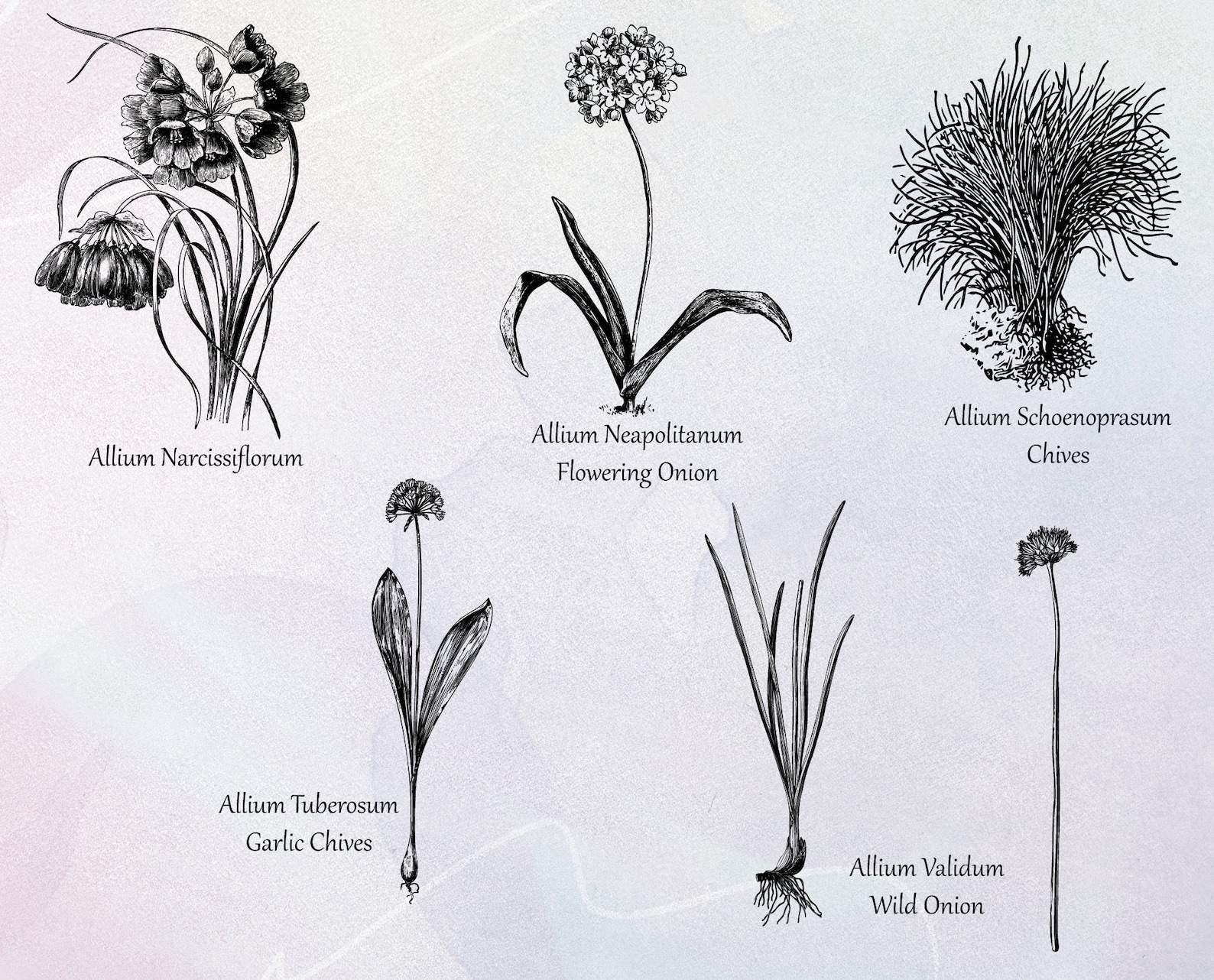 Allium Set 01 Botanical Illustration Clipart - Vintage Floral ...