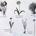 Allium Set 01 Botanical Illustration Clipart - Vintage Floral ...