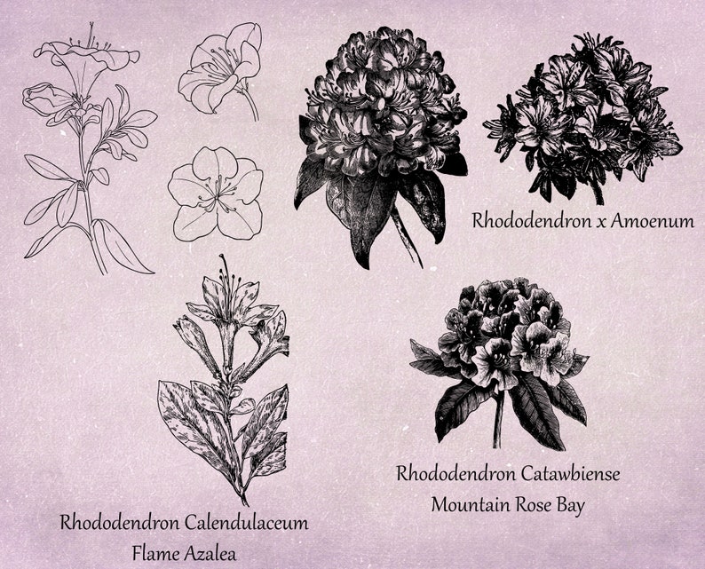 Azalea Set 01 Botanical Illustration Clipart - Vintage Floral ...