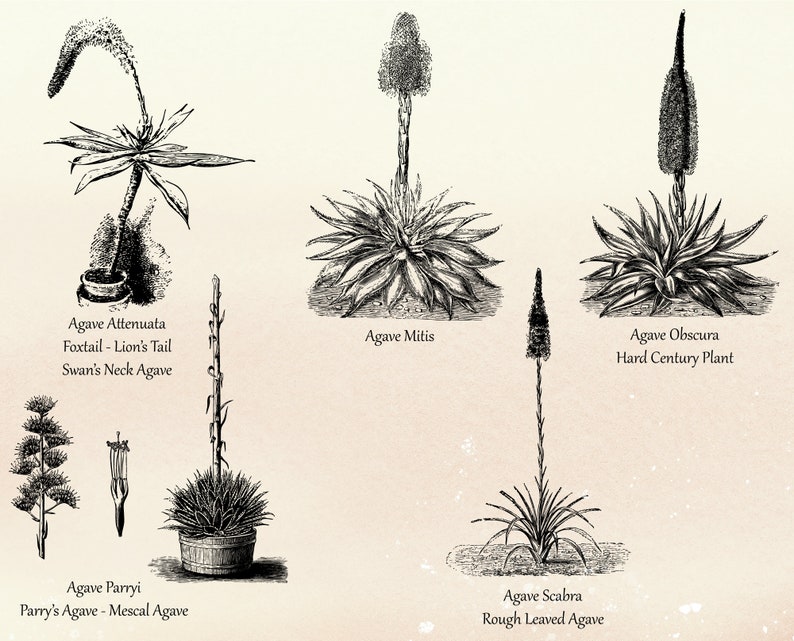 Agave Set 01 Botanical Illustration Clipart - Vintage Floral Commercial ...