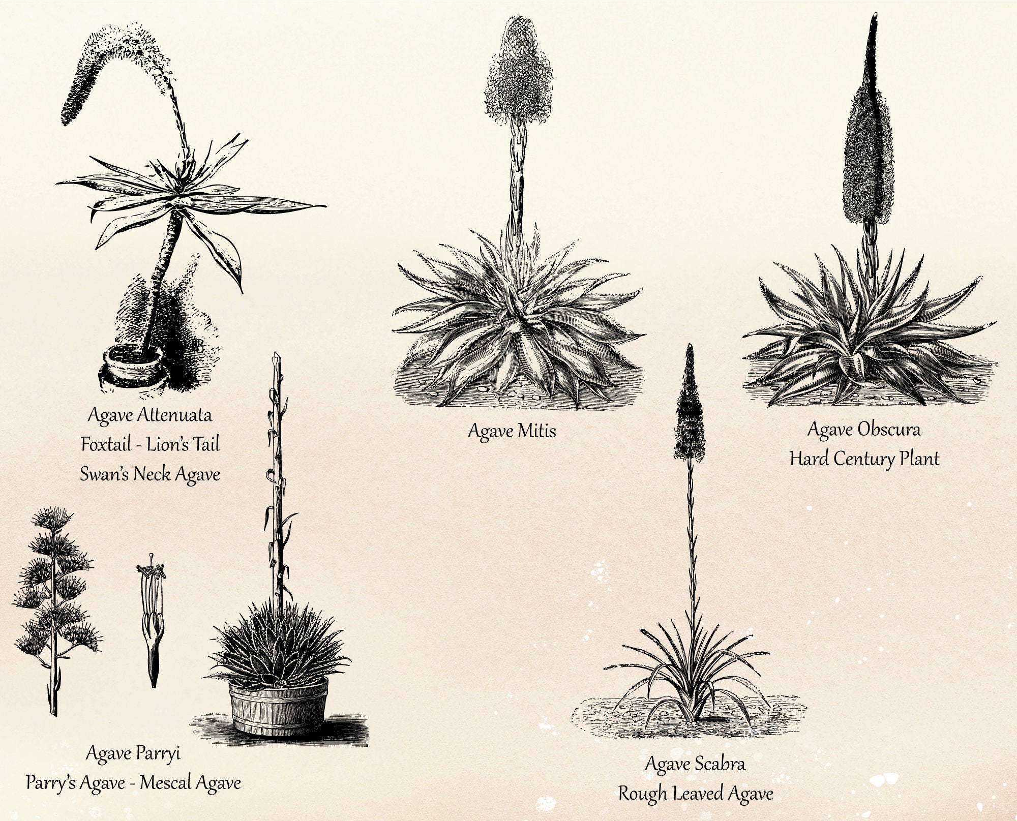 Agave Set 01 Botanical Illustration Clipart - Vintage Floral Commercial ...