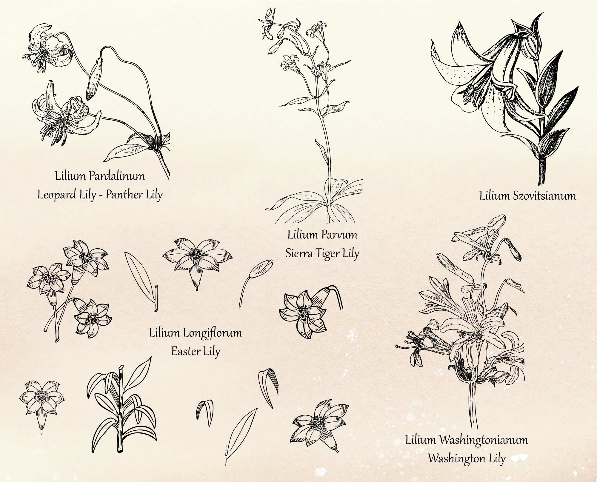 Lily Set 01 Botanical Illustration Clipart - Vintage Floral Commercial ...
