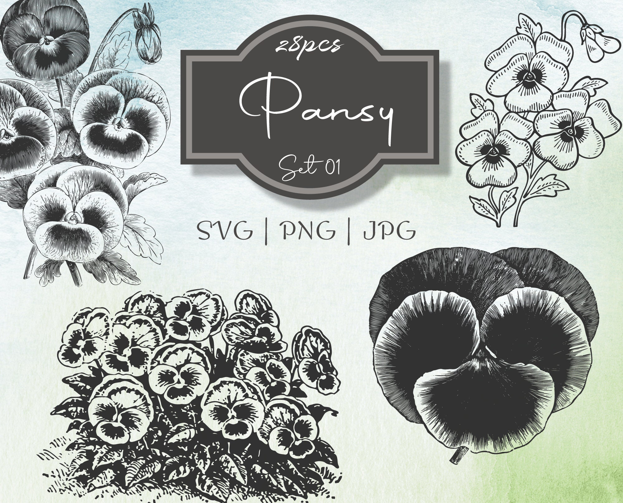 Pansy Set 01 Botanical Illustration Clipart - Vintage Floral Commercial ...