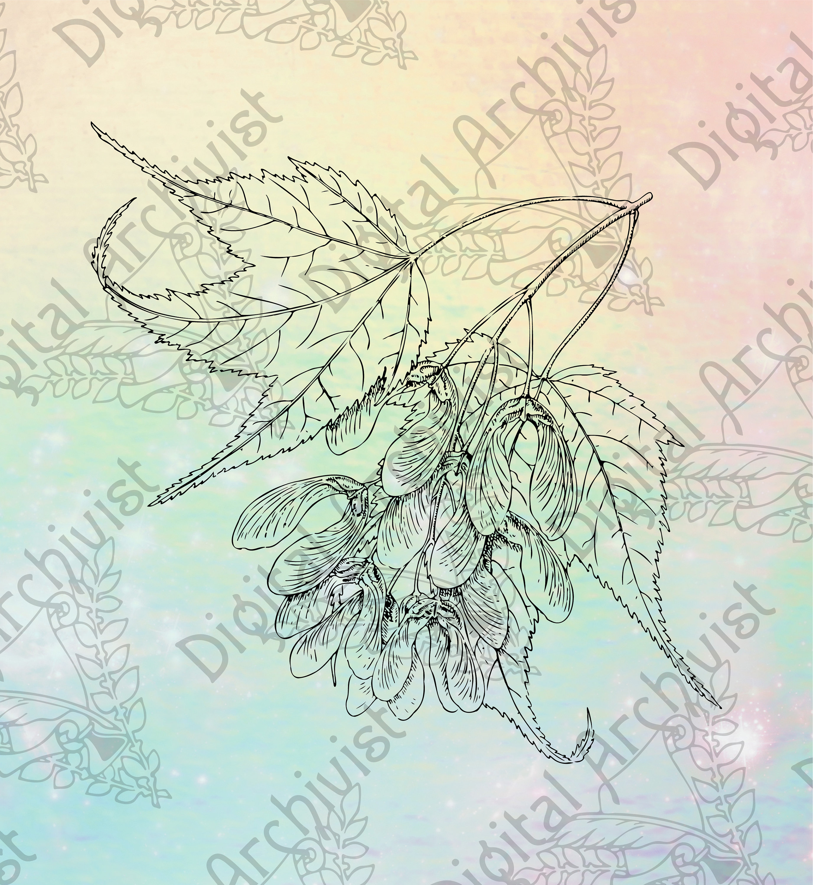 Maple Set 01 Botanical Illustration Clipart - Vintage Floral Commercial ...