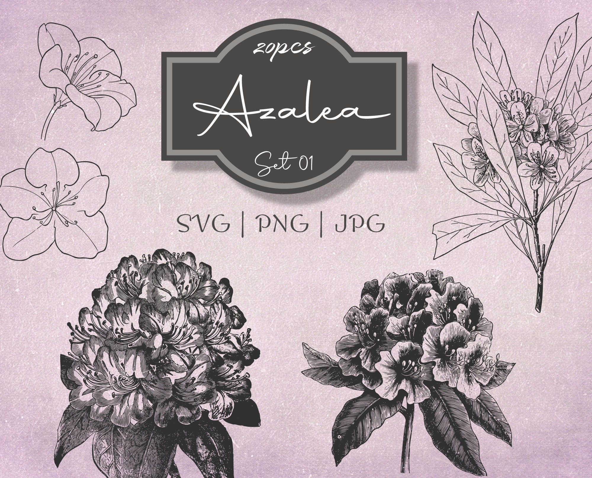 Azalea Set 01 Botanical Illustration Clipart - Vintage Floral ...