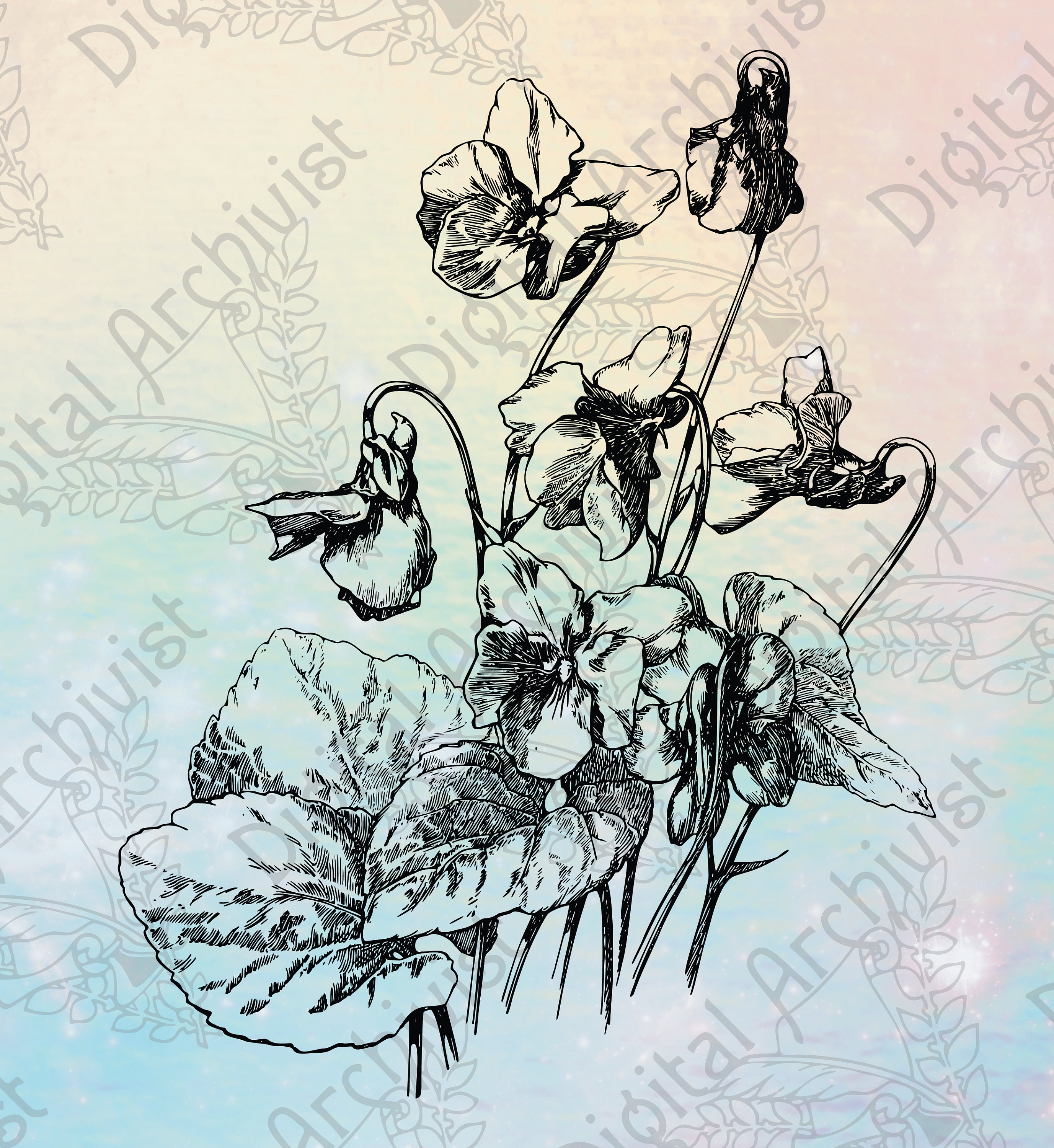 Violets Set 02 Botanical Illustration Clipart - Vintage Floral ...