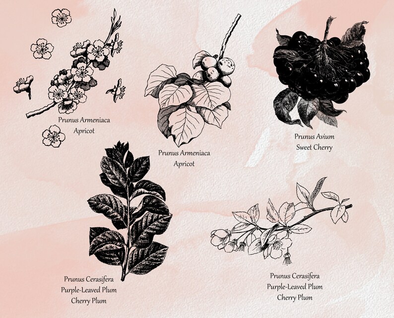 Prunus Set 01 Botanical Illustration Clipart - Vintage Floral ...