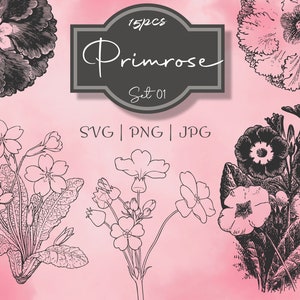 Primrose Set 01 Botanical Illustration Clipart - Vintage Floral ...