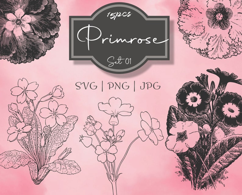 Primrose Set 01 Botanical Illustration Clipart - Vintage Floral ...