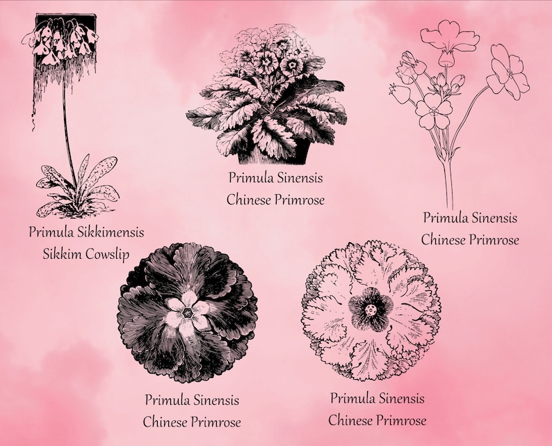 Primrose Set 01 Botanical Illustration Clipart - Vintage Floral ...