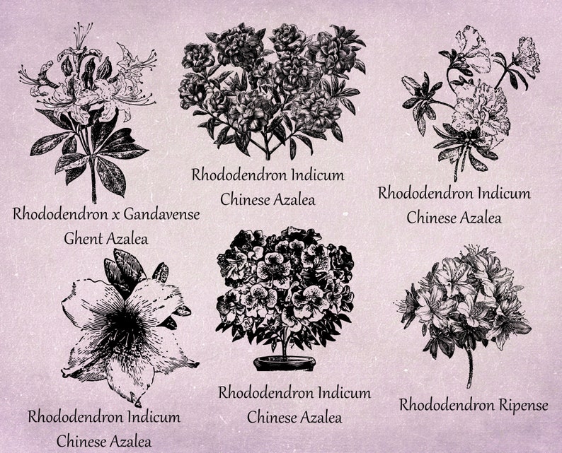 Azalea Set 01 Botanical Illustration Clipart - Vintage Floral ...
