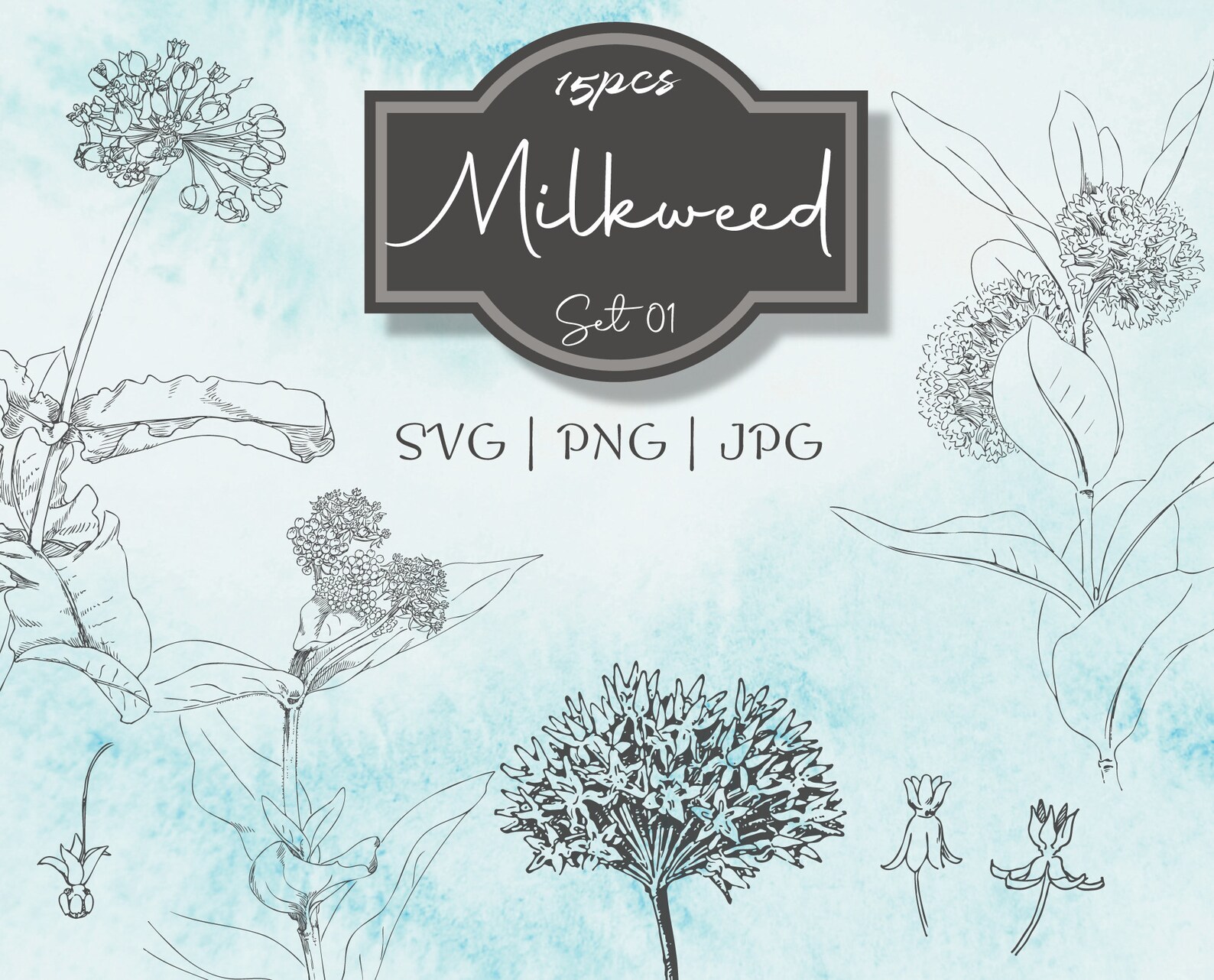 Milkweed Set 01 Botanical Illustration Clipart - Vintage Floral ...
