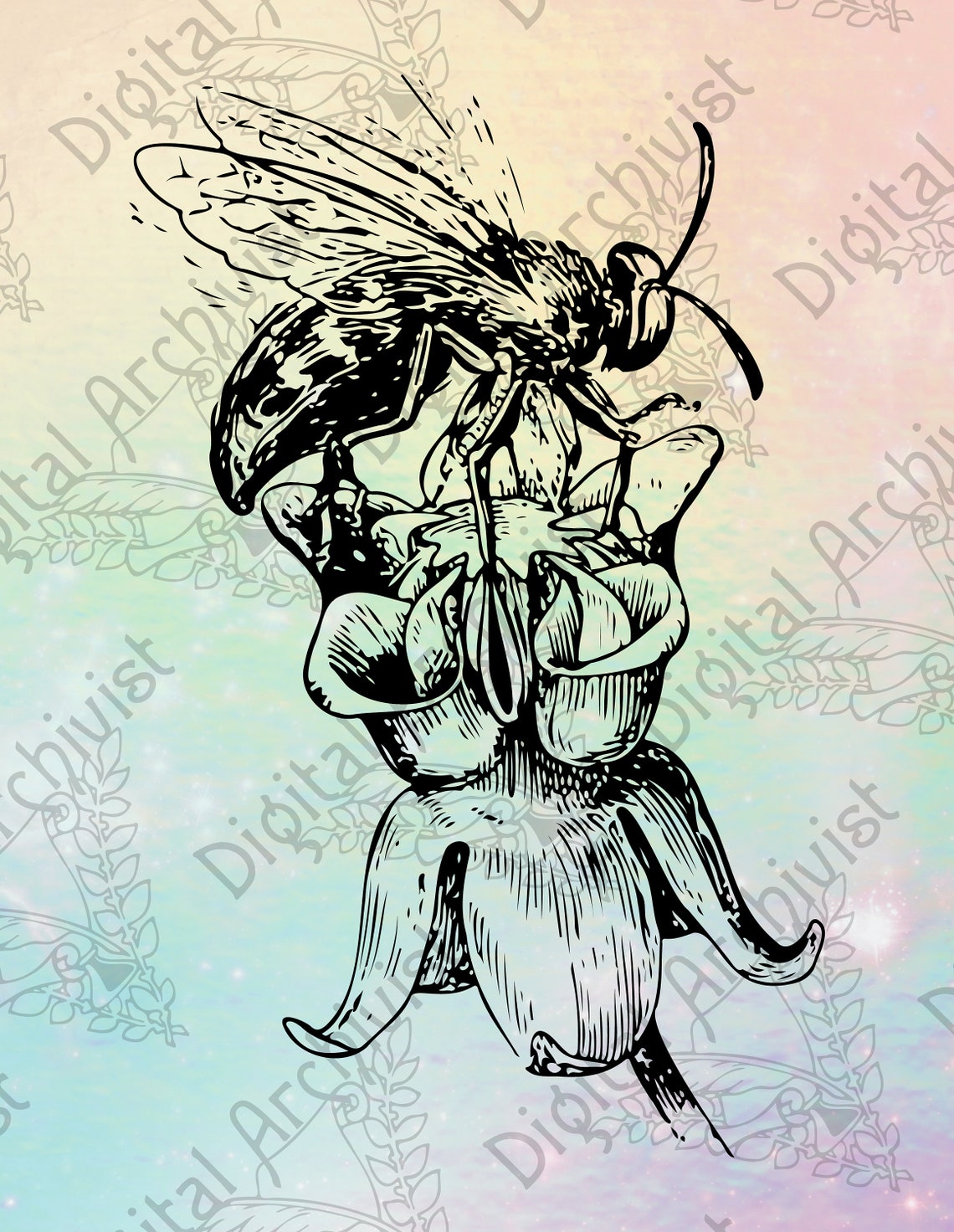 Milkweed Set 01 Botanical Illustration Clipart - Vintage Floral ...