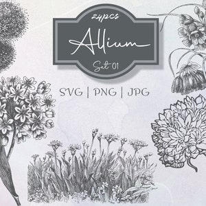 Allium Set 01 Botanical Illustration Clipart - Vintage Floral ...