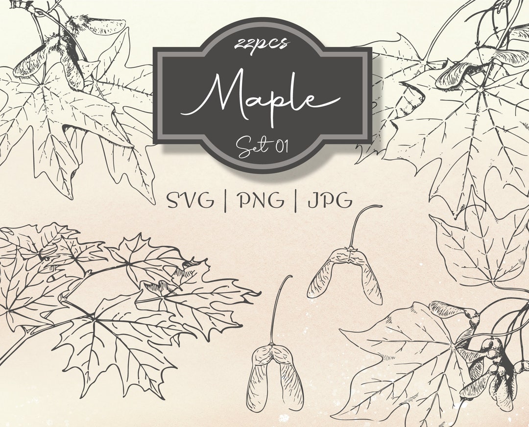 Maple Set 01 Botanical Illustration Clipart - Vintage Floral Commercial ...