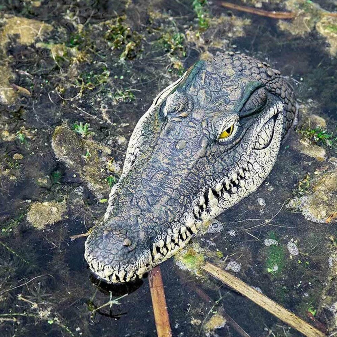 Floating Crocodile Alligator Head Pool Pond Garden - Etsy