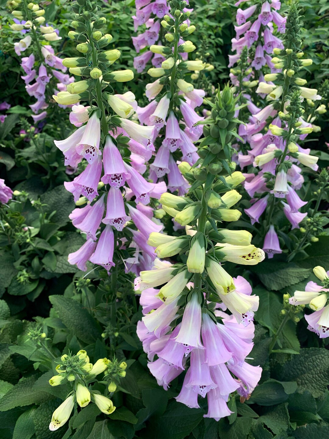 Foxglove Print - Etsy