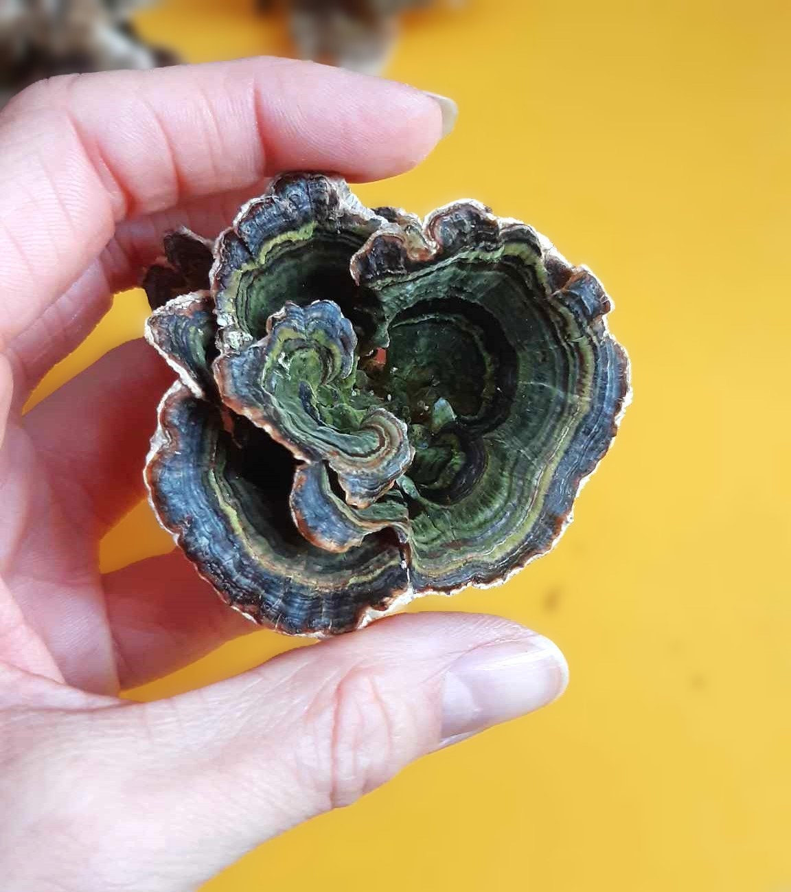 Organic Turkey Tail for Crafting, Trametes Versicolor, Coriolus ...