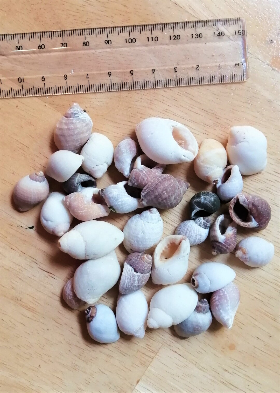 Seashells , Dog Whelk , ( Thick Shells) 30g. /1.05 Oz/0.06 Lb - Etsy