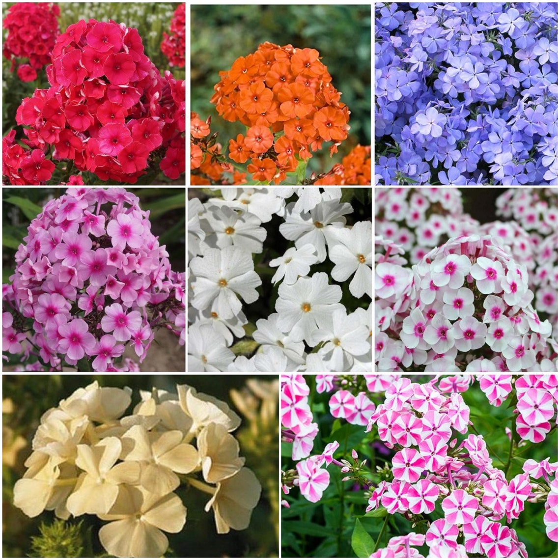 Phlox 8 Varieties 70 Mix Seeds | Etsy
