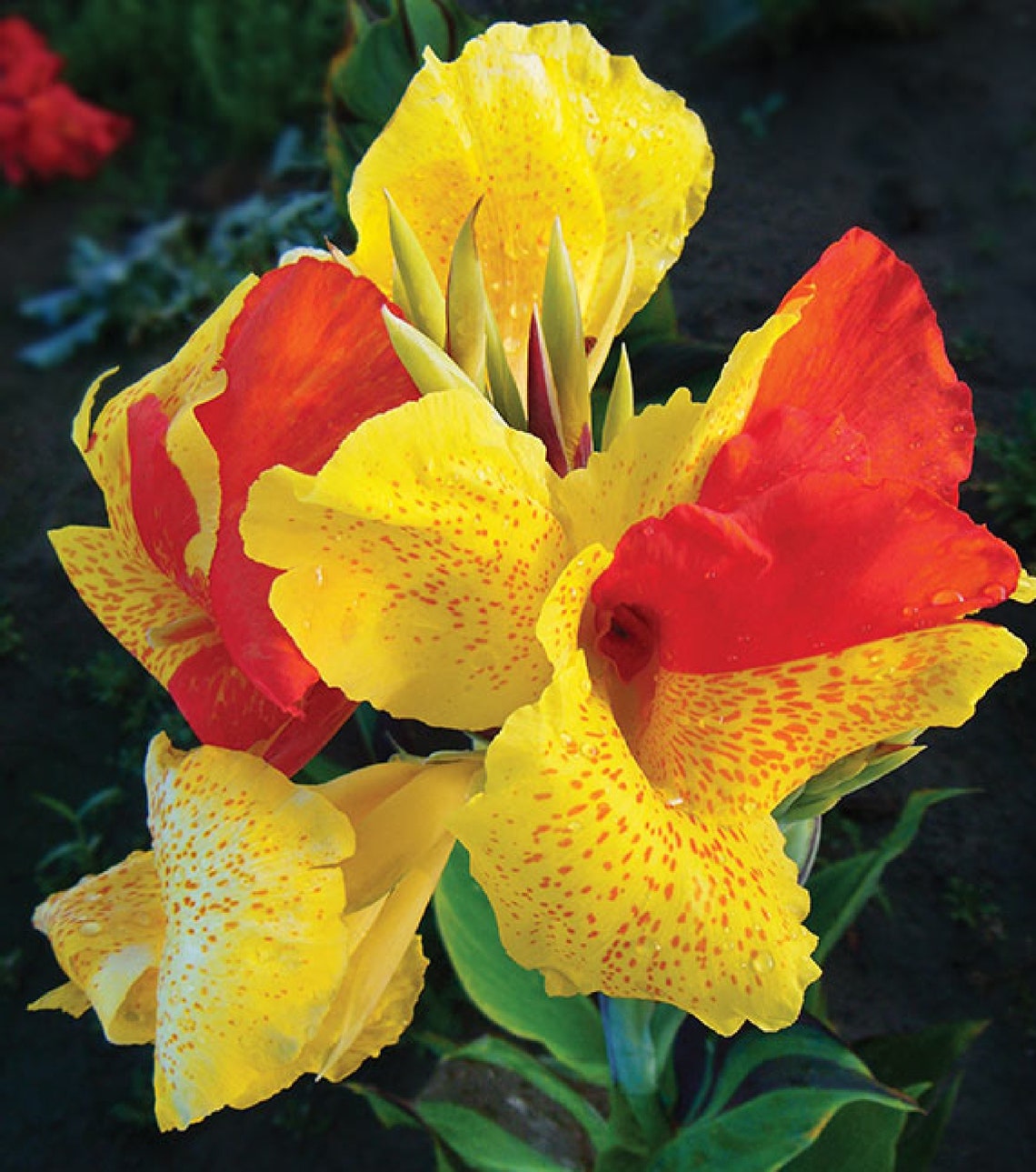 Canna Indica CLEOPATRA 1 Bulb | Etsy