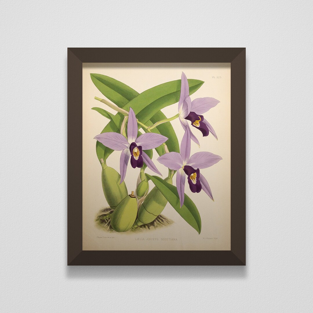 1882 "cattleya" Hand-colored Original Book Plate #325 of "the Orchid ...