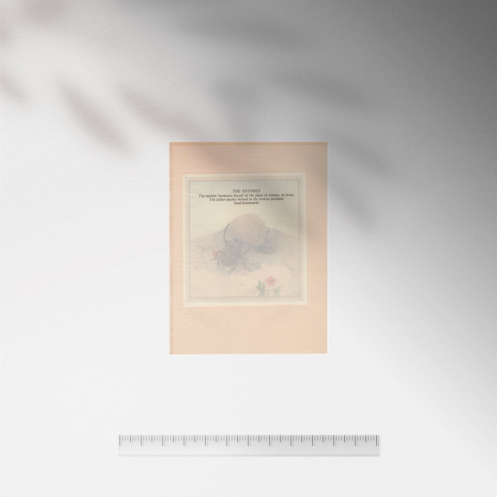 1935 sisyphus Dung Beetle Original Lithographic Print by E J Detmold ...