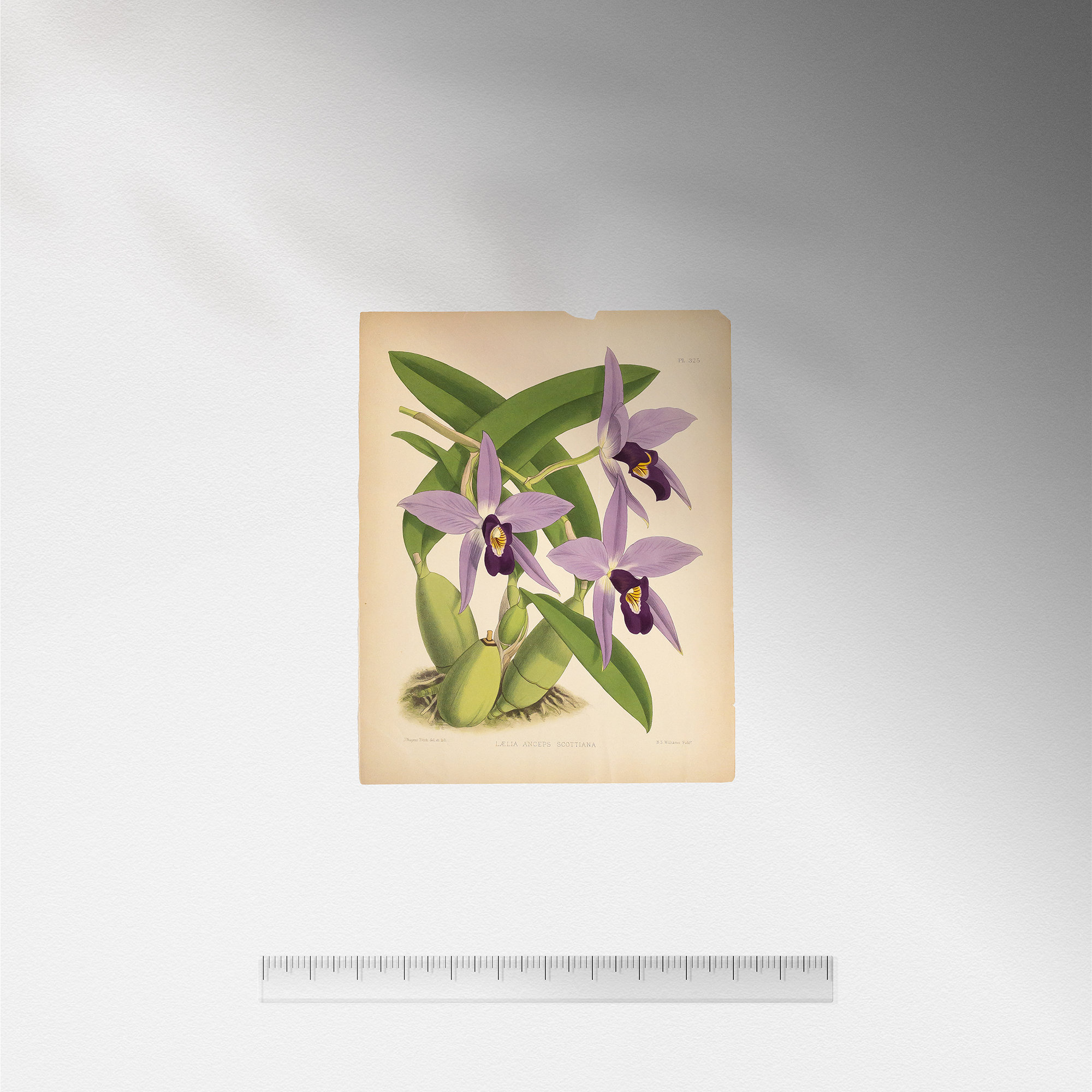 1882 cattleya Hand-colored Original Book Plate 325 of the Orchid Album ...