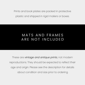 1935 "sisyphus" Dung Beetle Original Lithographic Print by E J Detmold ...