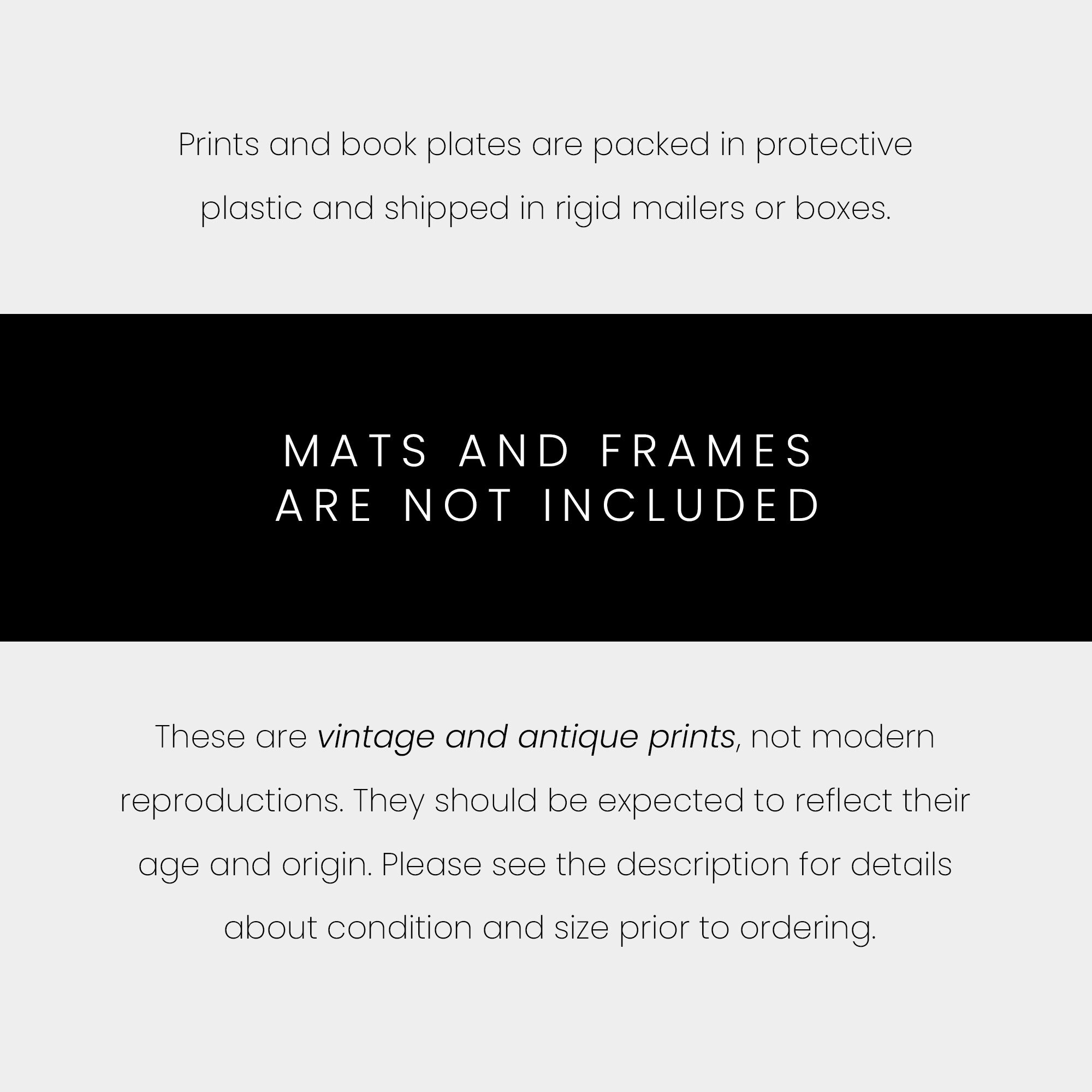 1882 cattleya Hand-colored Original Book Plate 325 of the Orchid Album ...