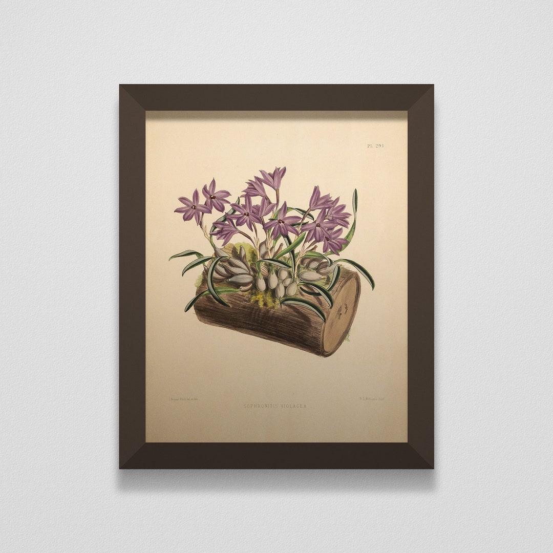 1882 cattleya Hand-colored Original Book Plate - Etsy