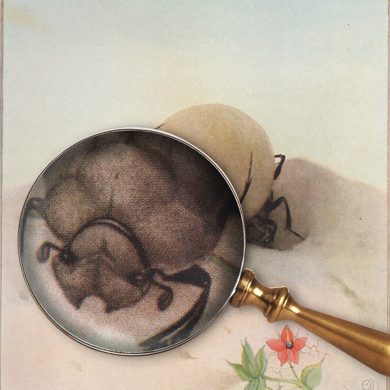 1935 sisyphus Dung Beetle Original Lithographic Print by E J Detmold ...