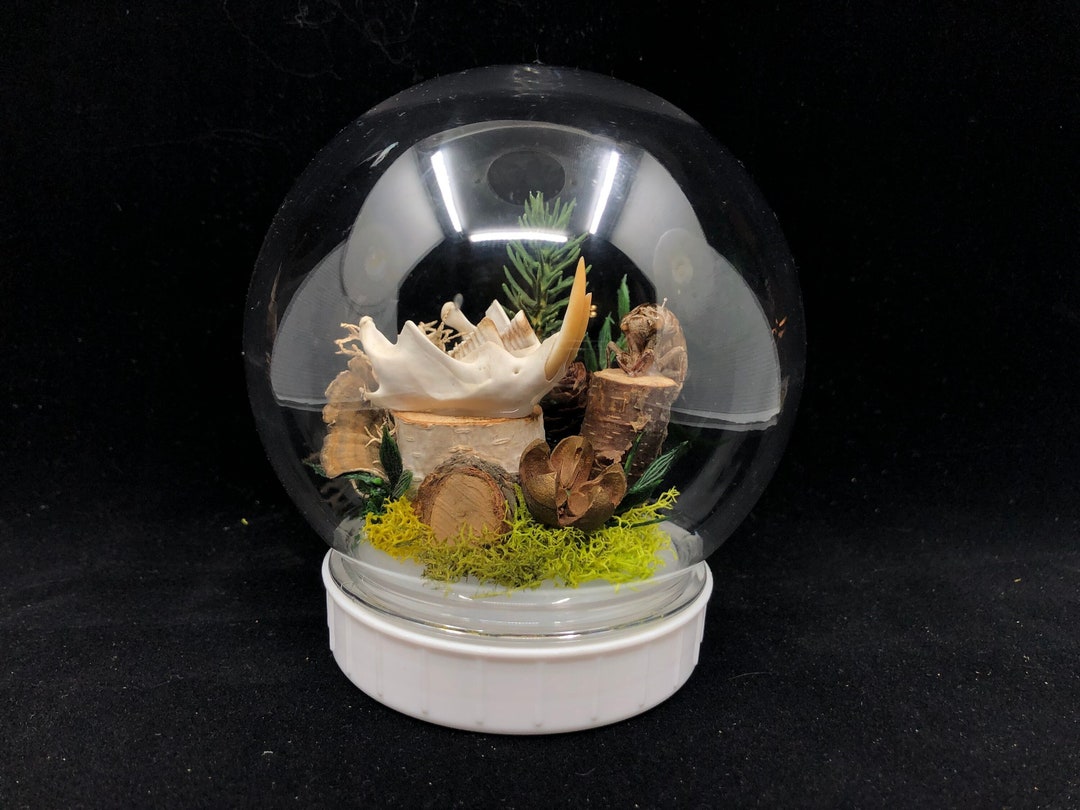 Muskrat Mandible Bone Cicada Insect Globe Display Vulture - Etsy