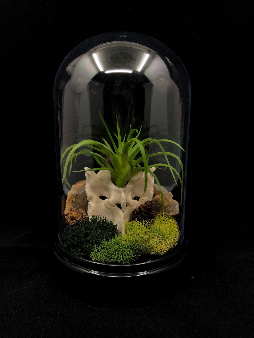 Beaver Vertebrae With Moss and Mushrooms Dome Display Ethically Sourced ...