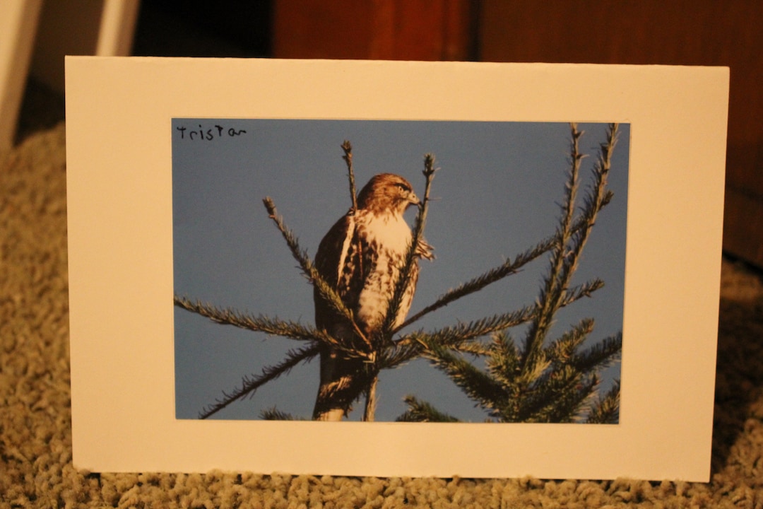 Blank Red-tailed Hawk Card - Etsy