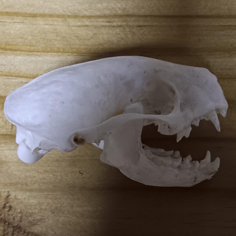 Skunk Skull - Etsy
