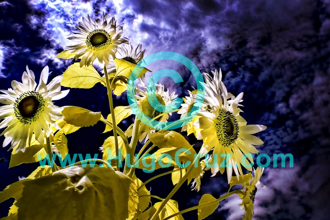 Sun Blooms - Infrared Art Photography by Hugo Cruz - Ethereal Emotive ...